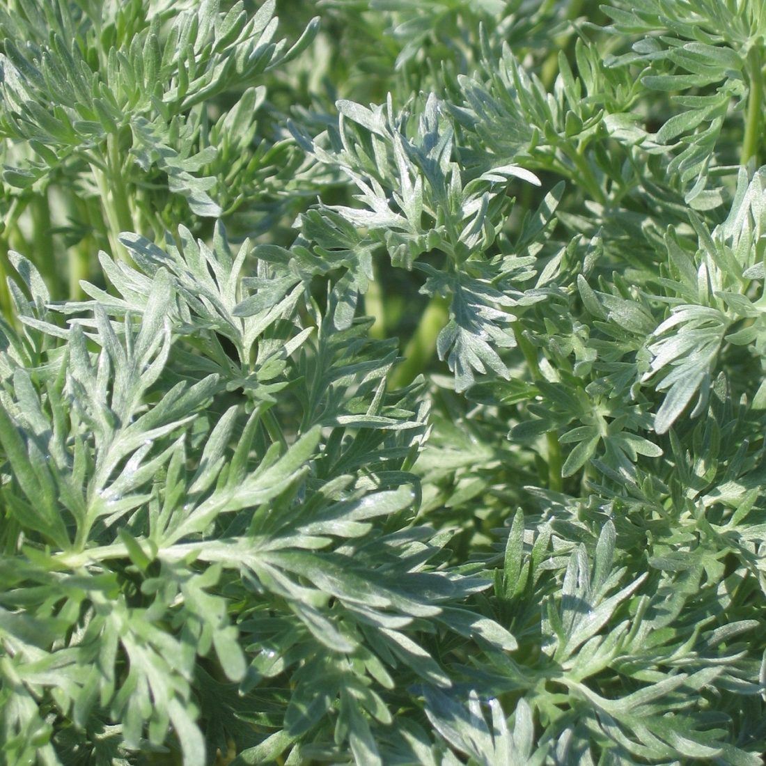 Artemisia Absinthium - Sguardo nel Verde - Torino