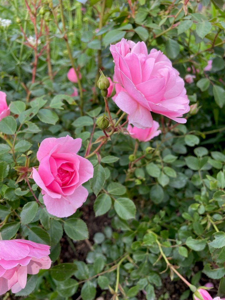 Corso Coltivare le rose - lezione - Sguardo nel verde
